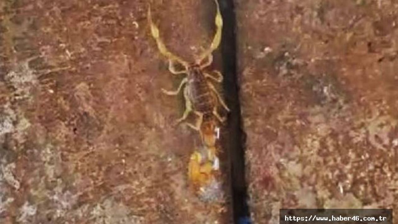 En zehirli akrep türü Gaziantep'te görüldü - Kahramanmaraş Haber - K ...