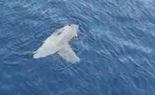 Marmaris’te yarım tonluk ’ay balığı’ görenleri şaşırttı - Kahramanmaraş ...