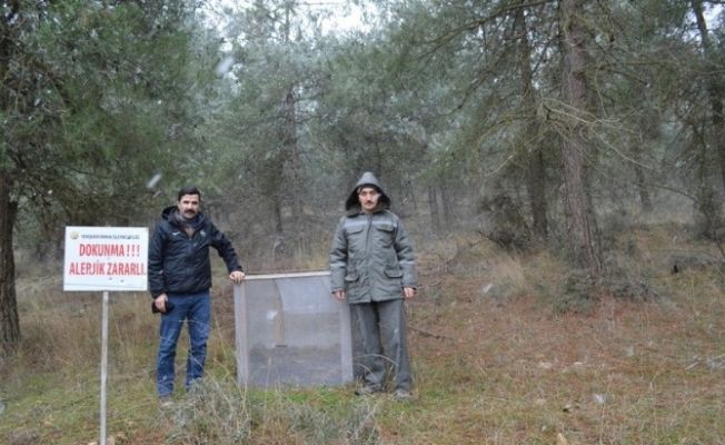 Çam kese böceği ile mücadele erken başladı - Kahramanmaraş Haber - K ...
