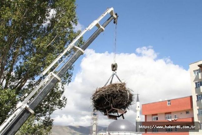 54 yıllık leylek yuvası taşındı! - Kahramanmaraş Haber - K.Maraş Gündem ...